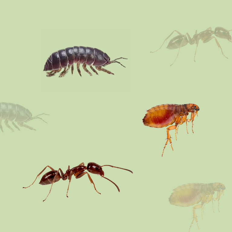 Sandkasten sauber und insektenfrei halten | Fatmoose.ch